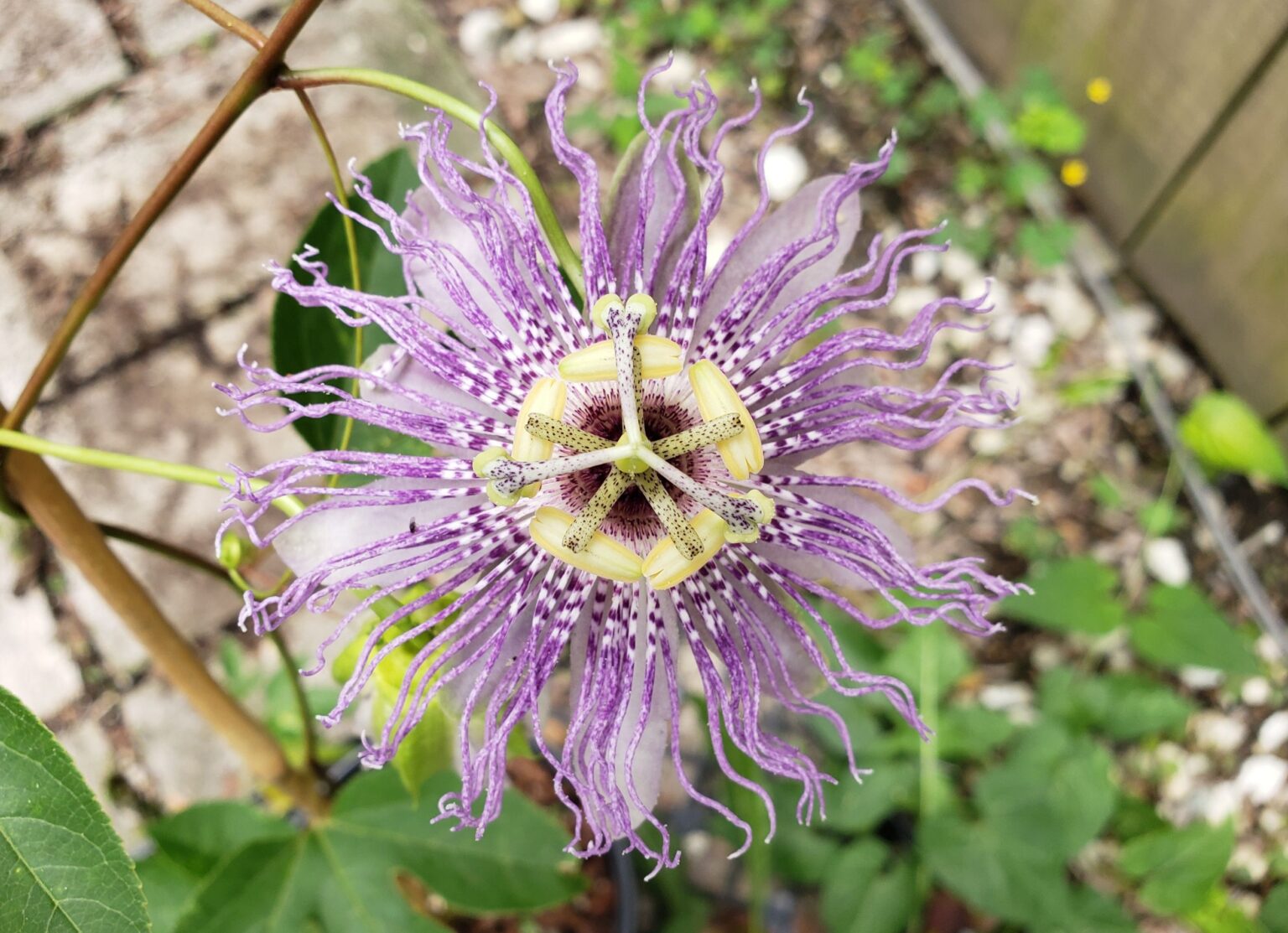 Maypop Plant - Libbey Farm